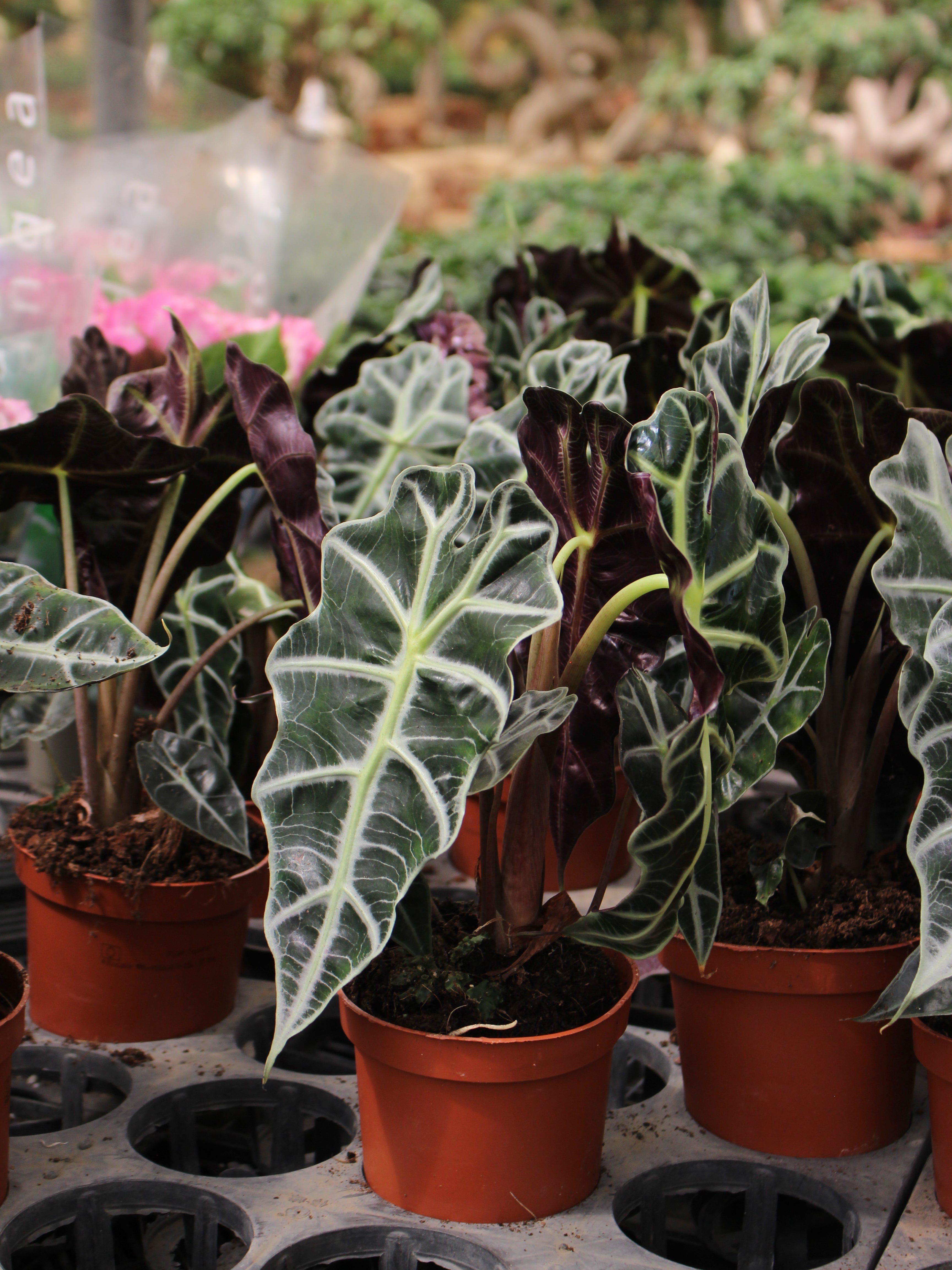 Medium Plants – Floramix