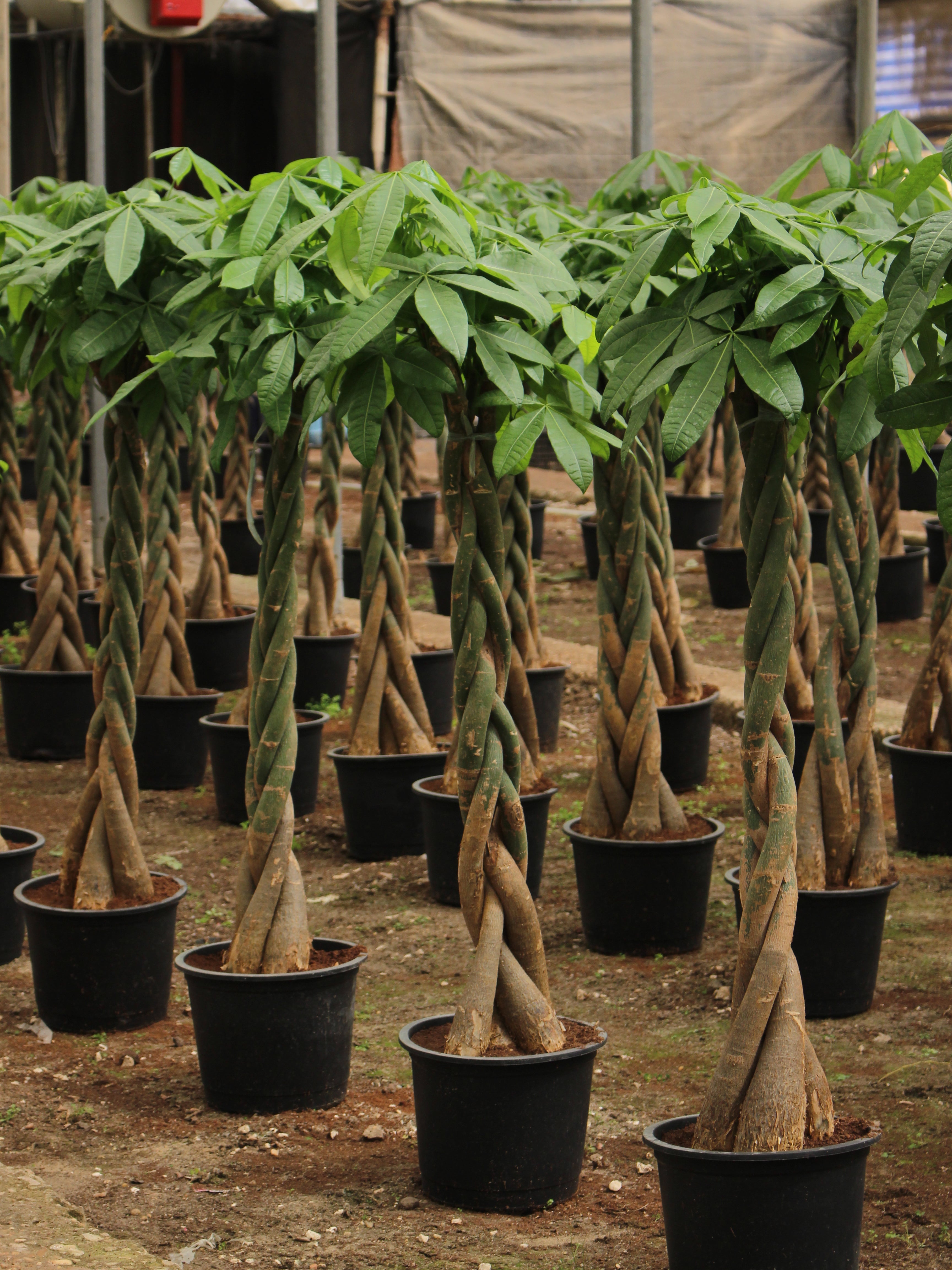 Large Plants – Floramix