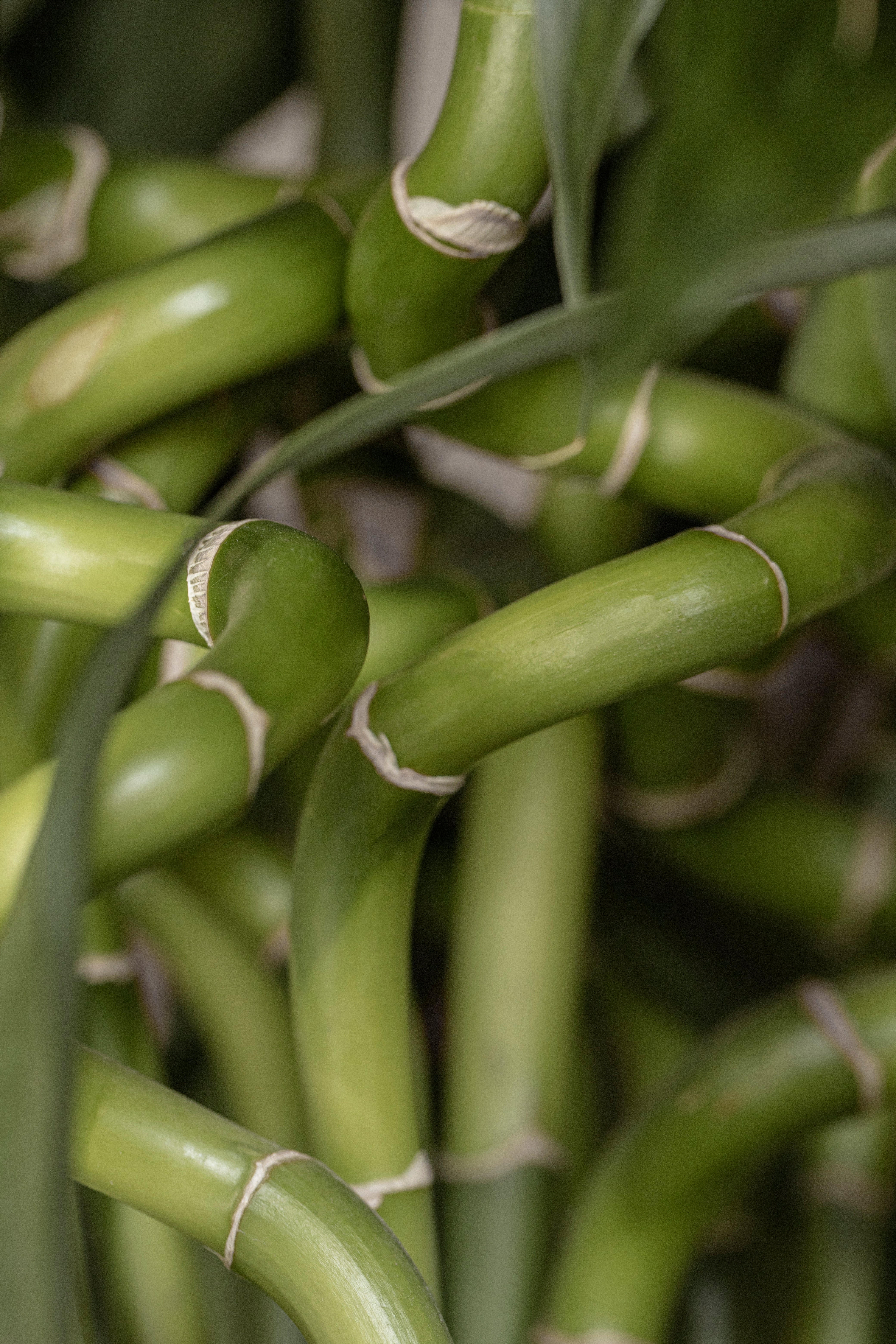 Bamboo – Floramix