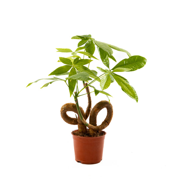 Money Tree (Rolled Trunk) – Floramix