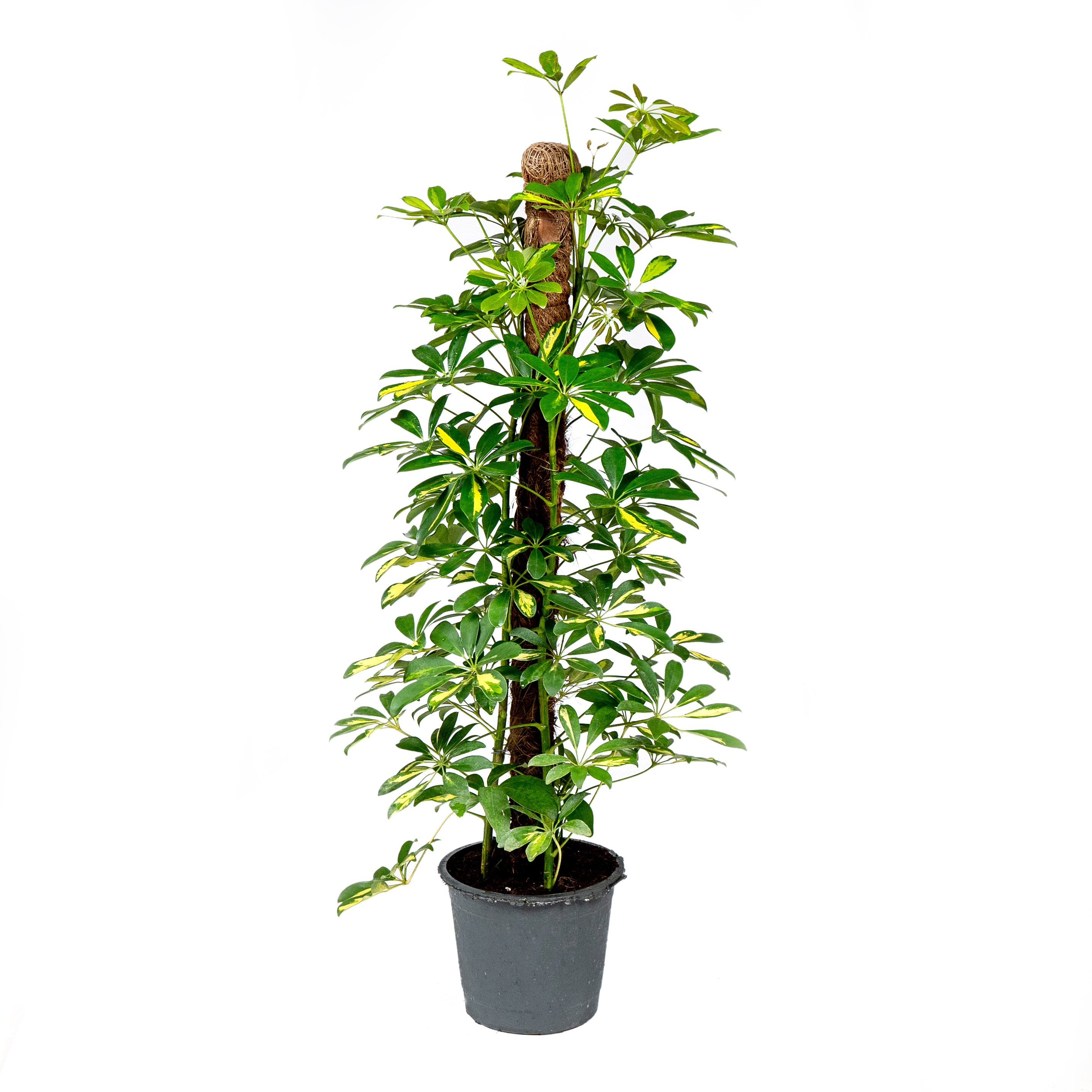 Schefflera Gold – Floramix