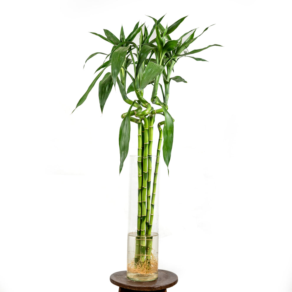 Thai Bamboo – Floramix