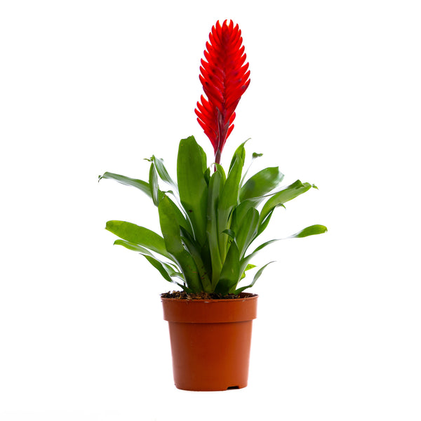 Vriesea (Red) – Floramix