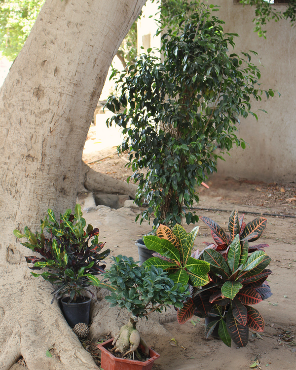 Fall Package – Floramix