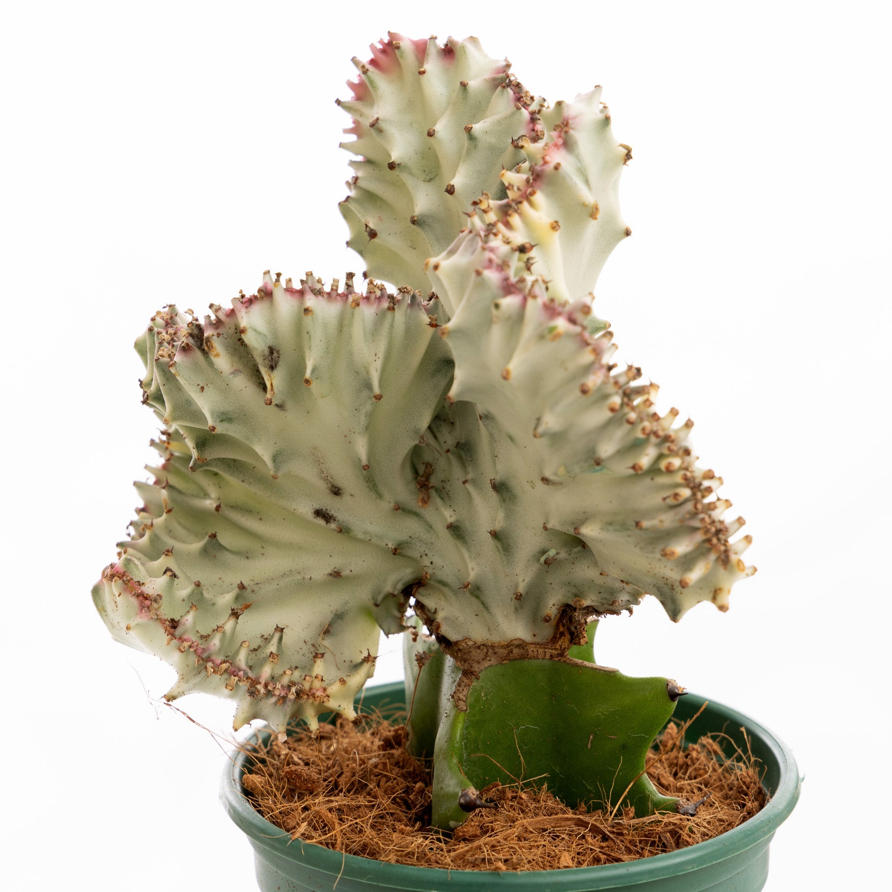 Minty Coral Cactus – Floramix
